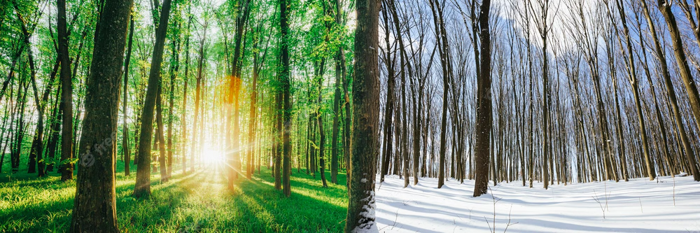 Scented Seasons: Decoding the Differences Between Winter and Summer Pe